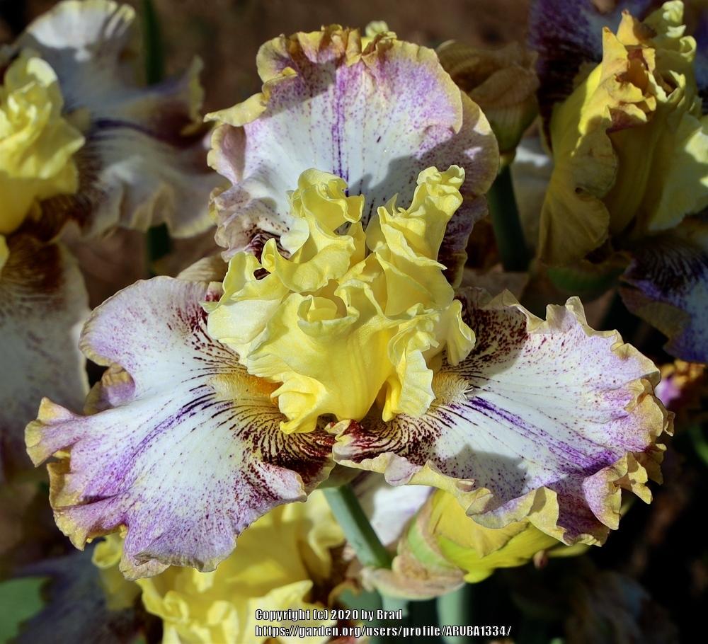 Photo of the bloom of Tall Bearded Iris (Iris 'Mixed Feelings') posted by ARUBA1334 - Garden.org