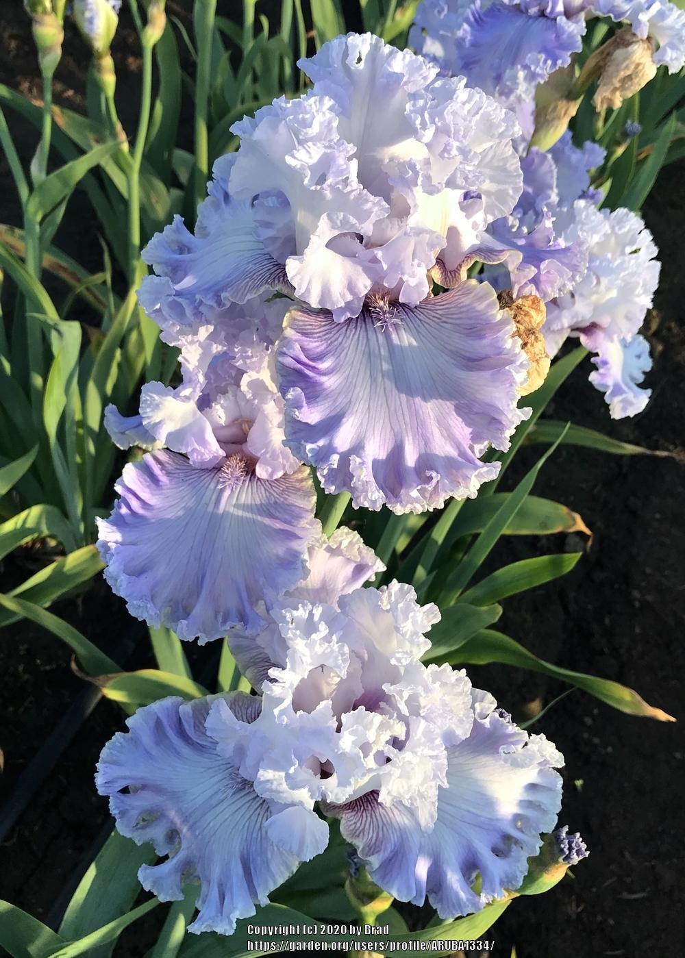 Photo of the bloom of Tall Bearded Iris (Iris 'Vintage Look') posted by ...
