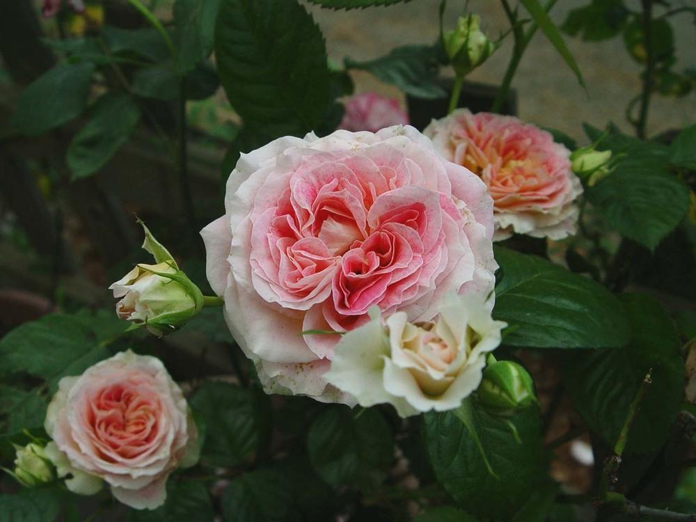 Rose (Rosa 'Cesar') in the Roses Database - Garden.org