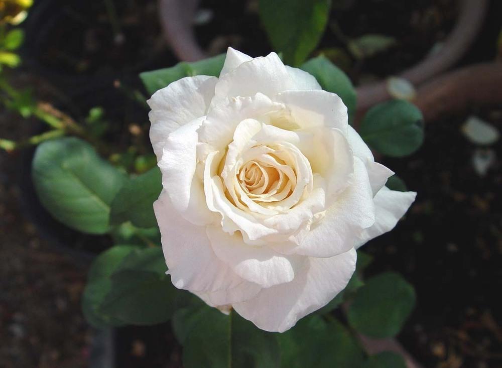 Rose (Rosa 'Chablis') in the Roses Database - Garden.org