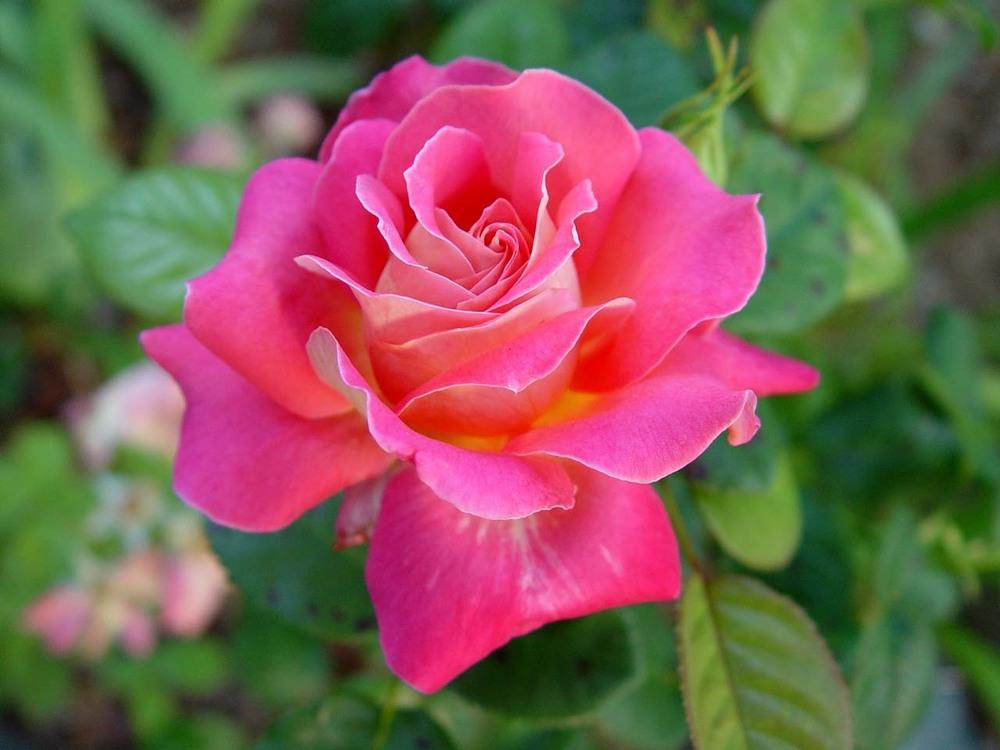 Rose (Rosa 'Cliche') in the Roses Database - Garden.org