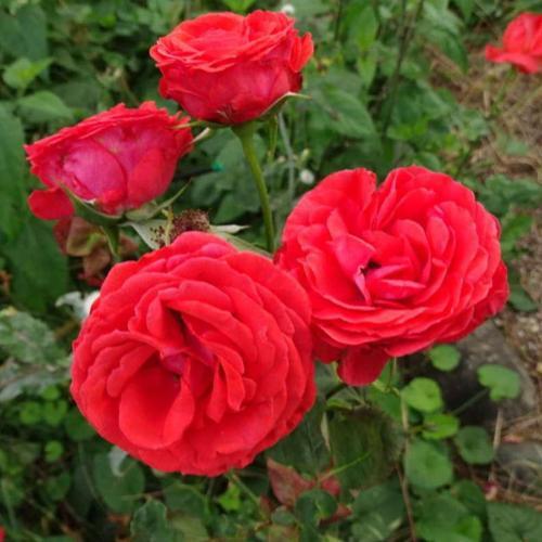 Rose (Rosa 'Cayenne') in the Roses Database - Garden.org