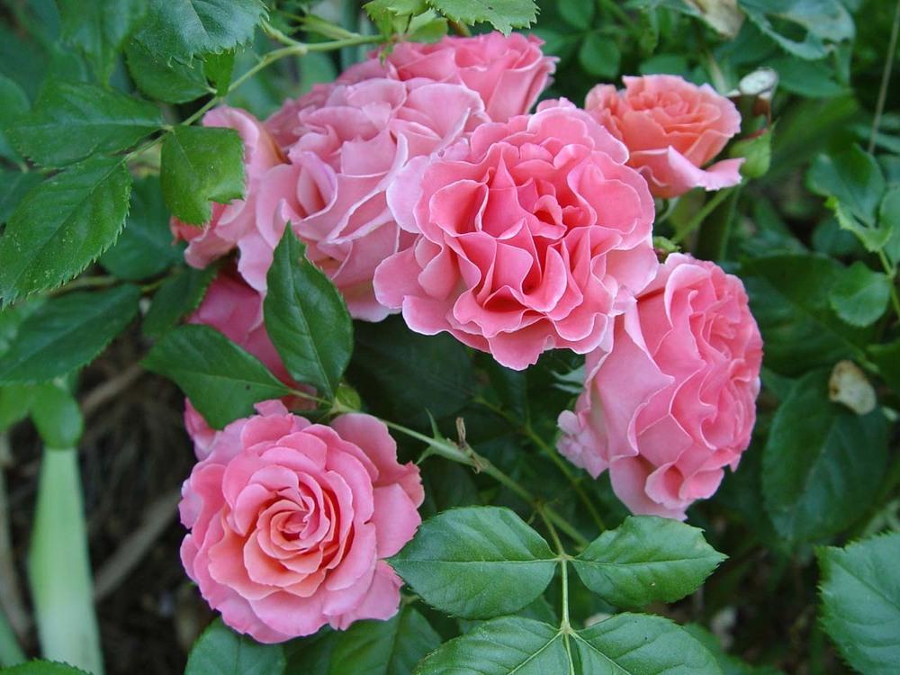 Rose (Rosa 'Citrus Tease') in the Roses Database - Garden.org