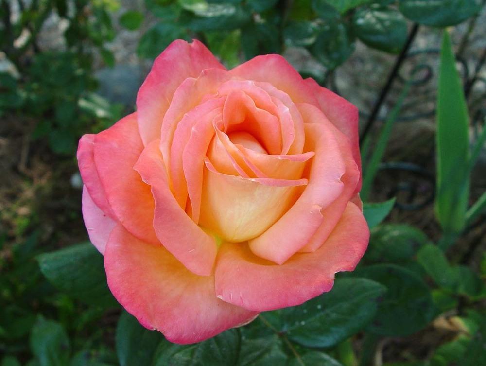 Rose (Rosa 'City of Welland') in the Roses Database - Garden.org