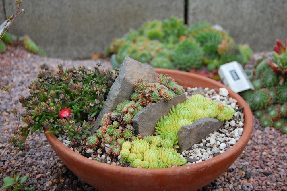 Crevice Gardens in the Sempervivum forum - Garden.org