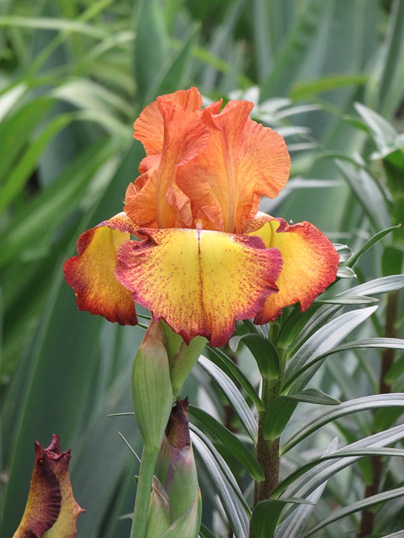 Tall Bearded Iris (Iris 'Atomic Flame') in the Irises Database - Garden.org