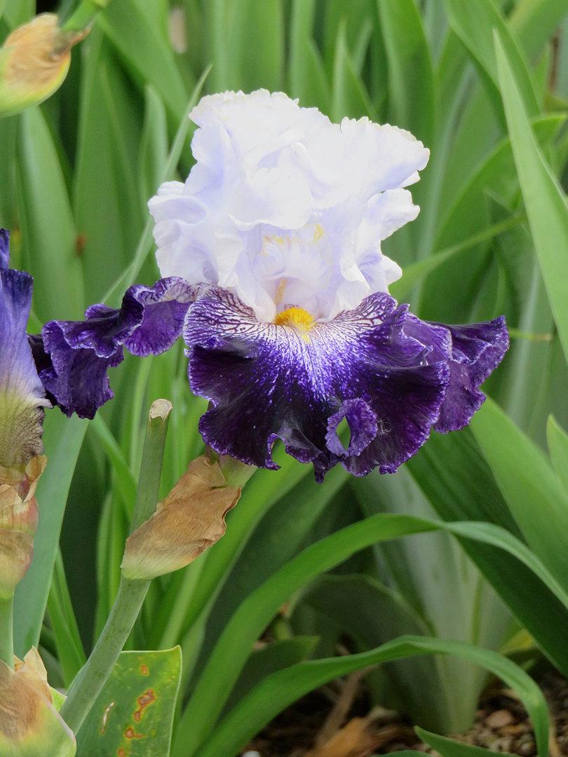 Photo of the bloom of Tall Bearded Iris (Iris 'Let It Rain') posted by ...
