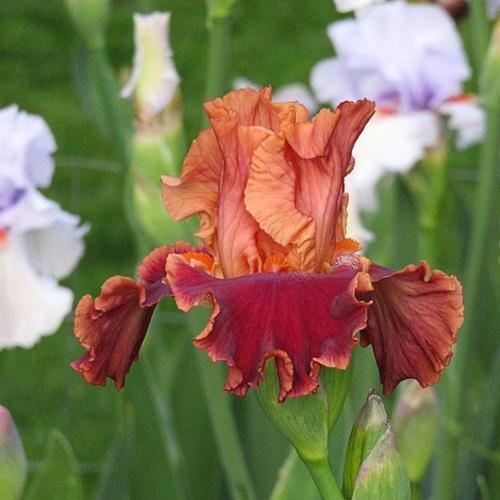 Tall Bearded Iris (Iris 'Autumn Harvest') in the Irises Database ...