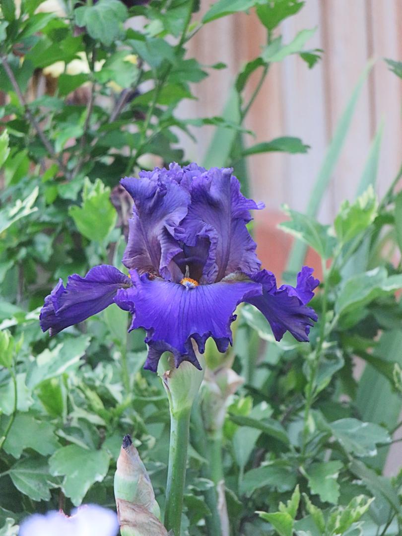 Photo of the bloom of Tall Bearded Iris (Iris 'Nostalgic Memory ...