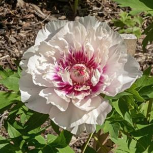 Intersectional Peony (Paeonia 'Rosy Prospects') in the Peonies Database ...