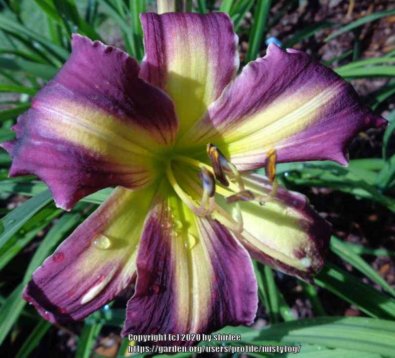 Daylily (Hemerocallis 'Purple Swordfish') in the Daylilies Database ...