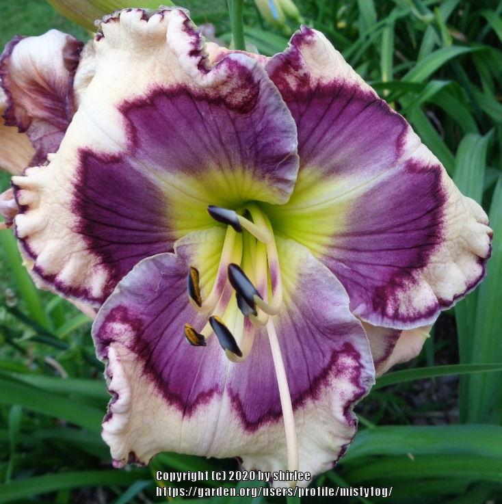 Photo of the fruit of Daylily (Hemerocallis 'Patterns Aplenty') posted ...