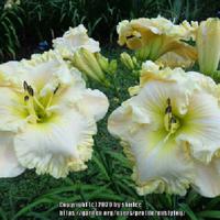 Daylily (Hemerocallis 'Fancy Lace') in the Daylilies Database - Garden.org