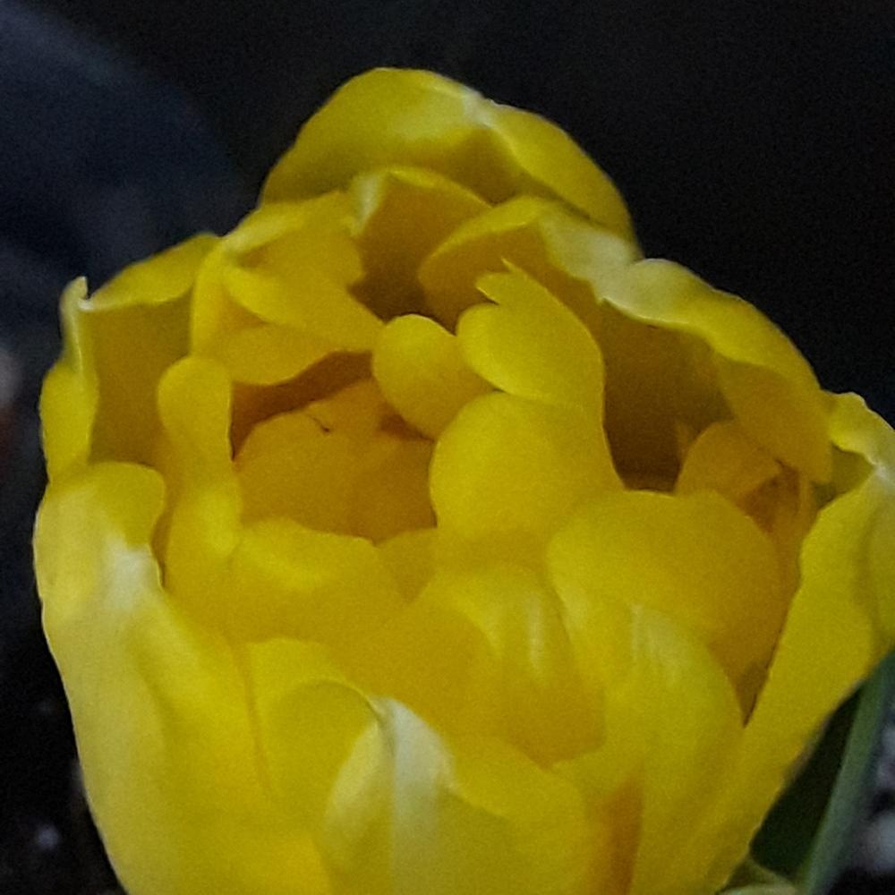 Mutant tulip in the Bulbs forum - Garden.org