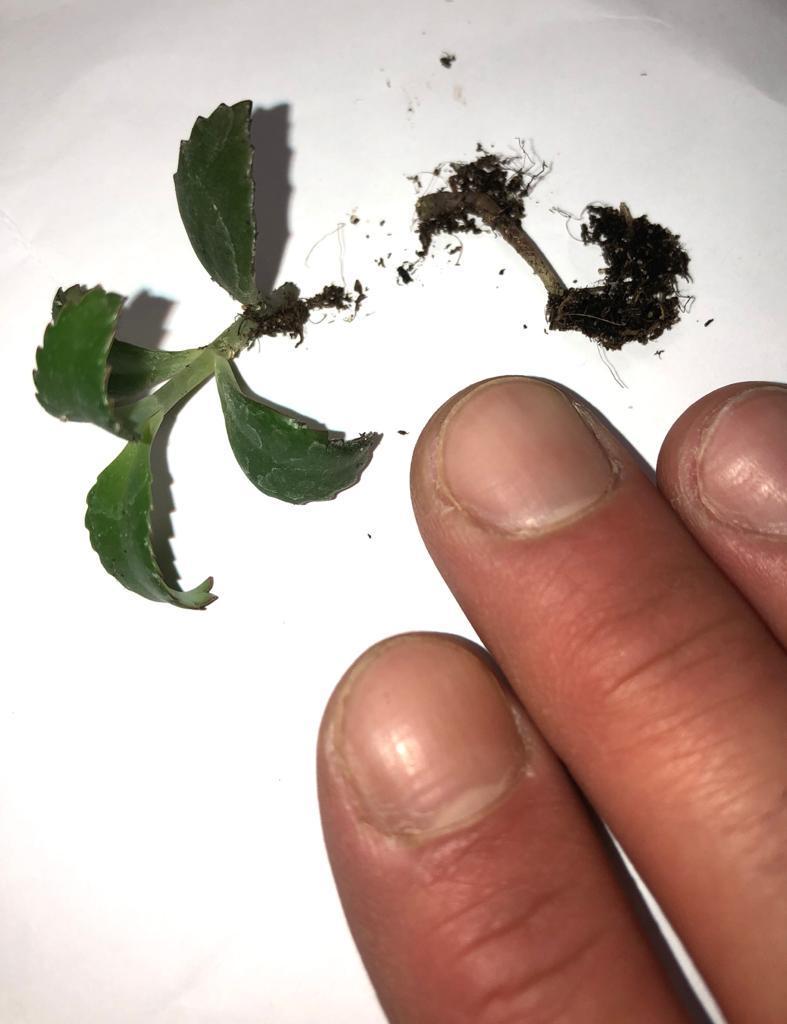 Best way to root a Baby Mother of Thousands? - stem broke & plant lost ...