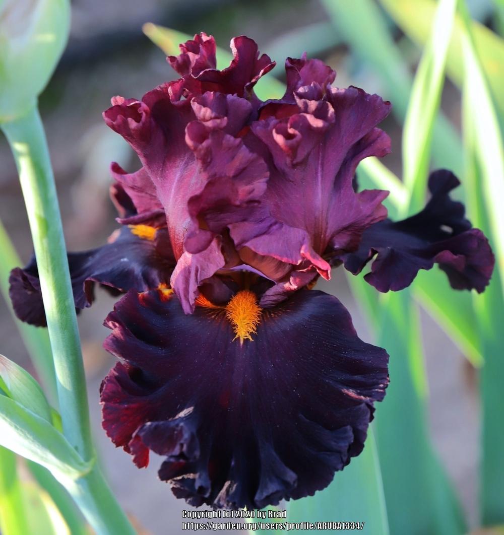 Photo of the bloom of Tall Bearded Iris (Iris 'Night Whispers') posted ...