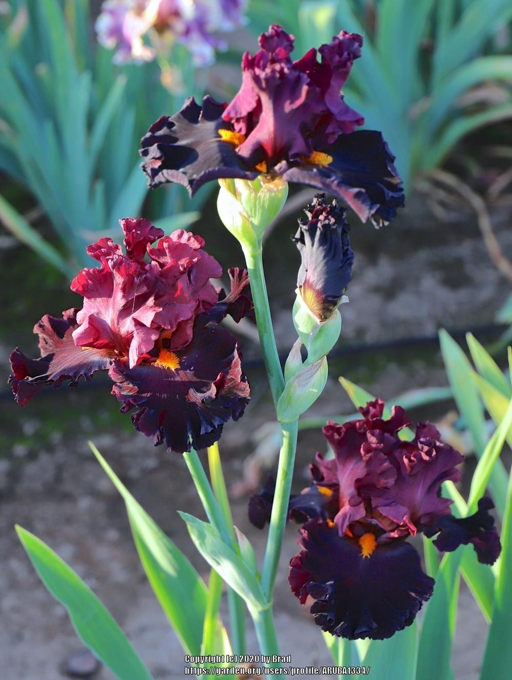 Photo of the bloom of Tall Bearded Iris (Iris 'Night Whispers') posted ...