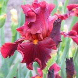 Tall Bearded Iris (Iris 'Red at Night') in the Irises Database - Garden.org