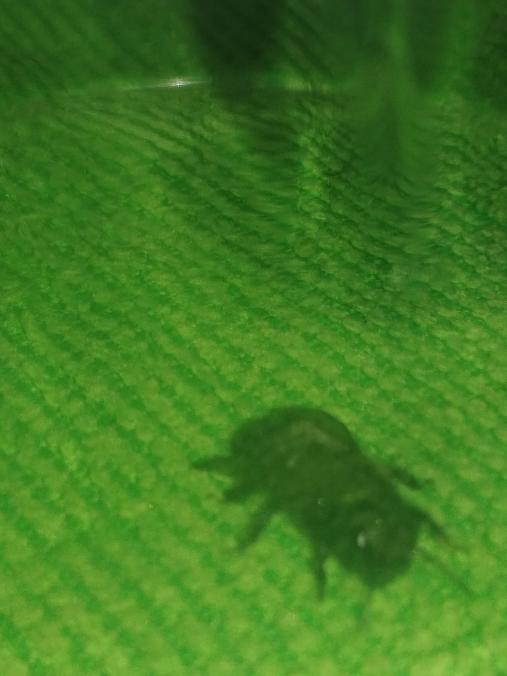 Black Bee? False Bee? Fly? in the Insect and Bug ID forum - Garden.org