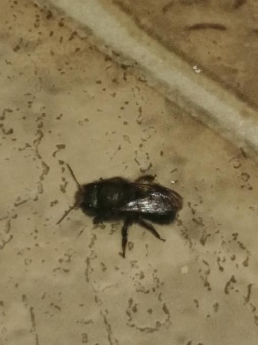 Black Bee? False Bee? Fly? in the Insect and Bug ID forum - Garden.org