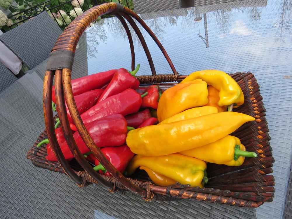 Sweet Pepper (Capsicum annuum 'Good as Gold') in the Peppers Database ...
