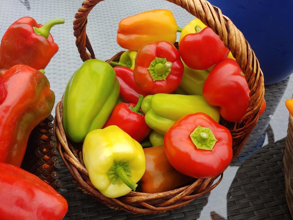 Sweet Pepper (Capsicum annuum 'Gypsy') in the Peppers Database - Garden.org
