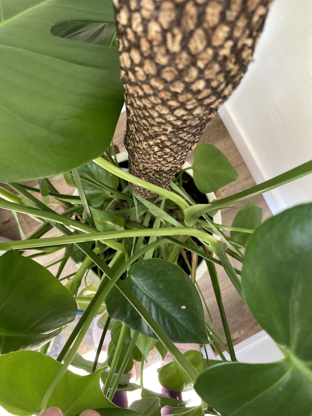 Staking Monstera in the Ask a Question forum - Garden.org