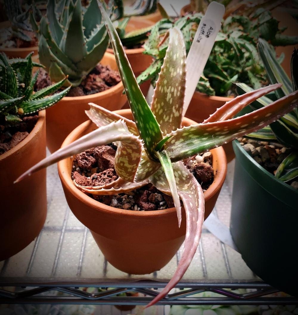 Aloe (Aloe suffulta) in the Aloes Database - Garden.org