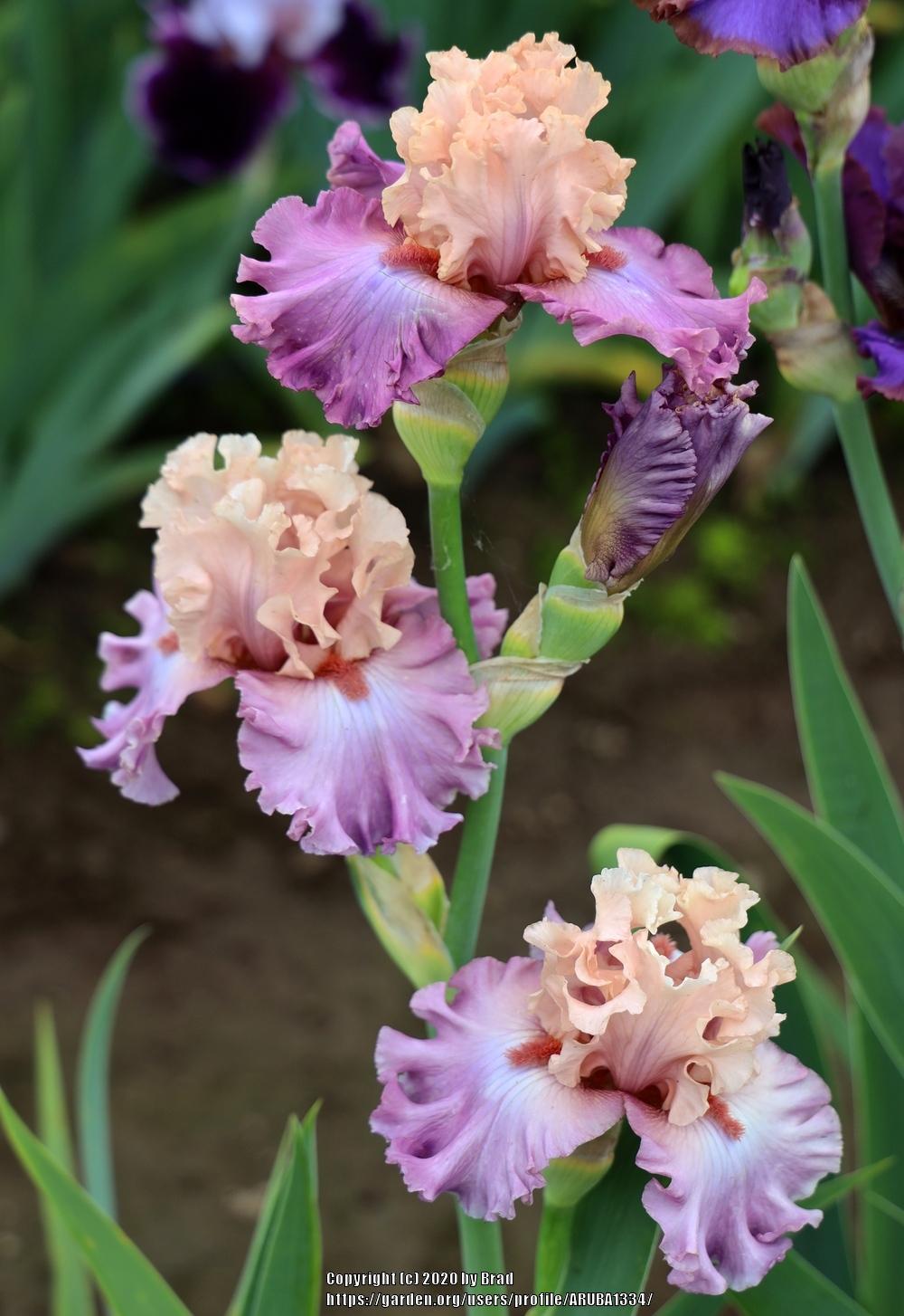 Photo of the bloom of Tall Bearded Iris (Iris 'Top Choice') posted by ...