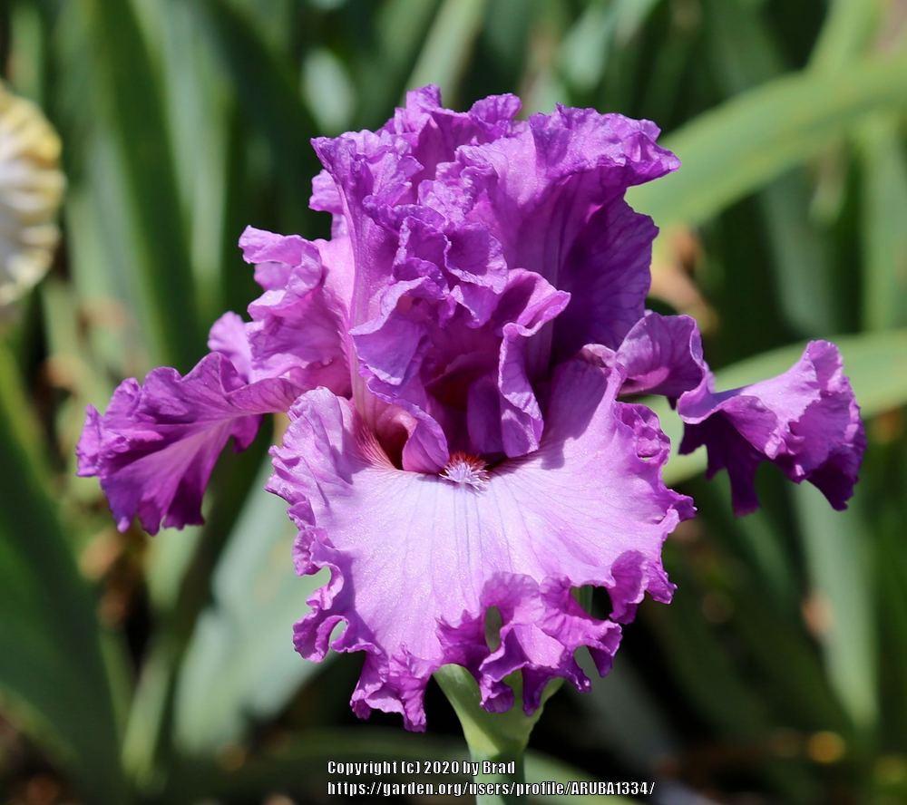 Photo of the bloom of Tall Bearded Iris (Iris 'Elegant Ruffles') posted ...