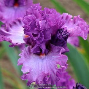 Tall Bearded Iris (Iris 'Elegant Ruffles') in the Irises Database ...