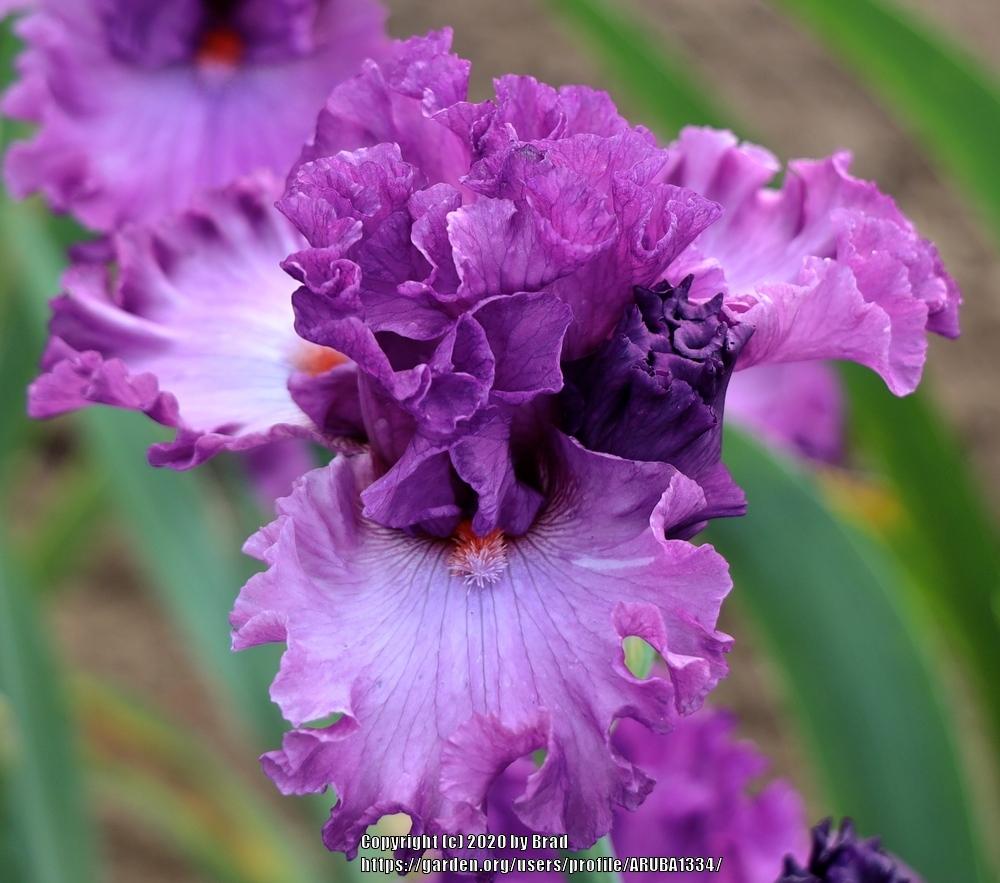 Photo of the bloom of Tall Bearded Iris (Iris 'Elegant Ruffles') posted ...
