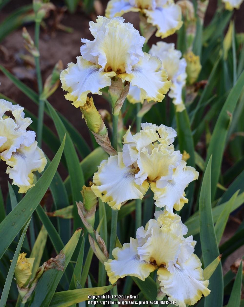 Photo of the bloom of Tall Bearded Iris (Iris 'Lemon Moonbeam') posted ...
