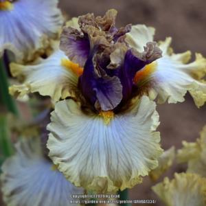 Tall Bearded Iris (Iris 'Only the Shadow Knows') in the Irises Database ...
