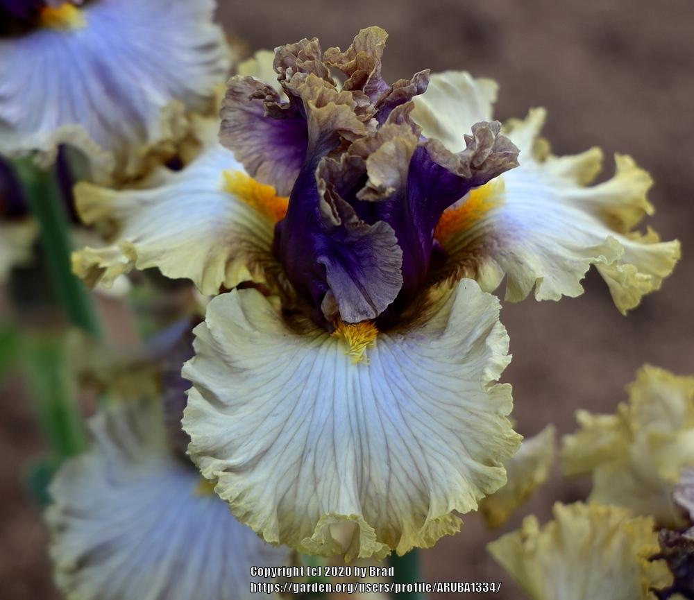 Photo of the bloom of Tall Bearded Iris (Iris 'Only the Shadow Knows ...