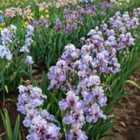 Photo of the bloom of Tall Bearded Iris (Iris 'Ruffles All Round ...