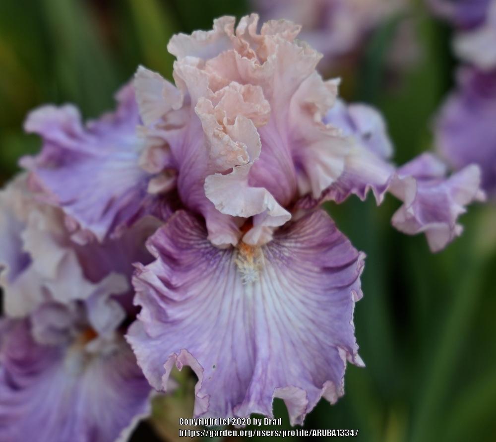 Tall Bearded Iris (Iris 'Ruffles All Round') in the Irises Database ...