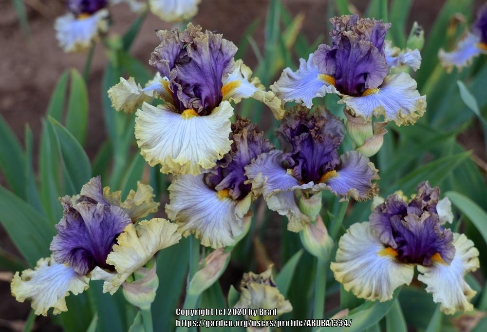 Photo of the bloom of Tall Bearded Iris (Iris 'Only the Shadow Knows ...