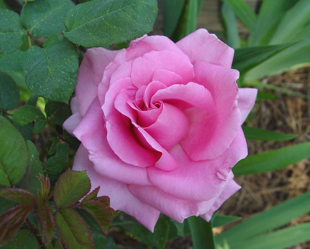 Rose (Rosa 'Great Scott') in the Roses Database - Garden.org