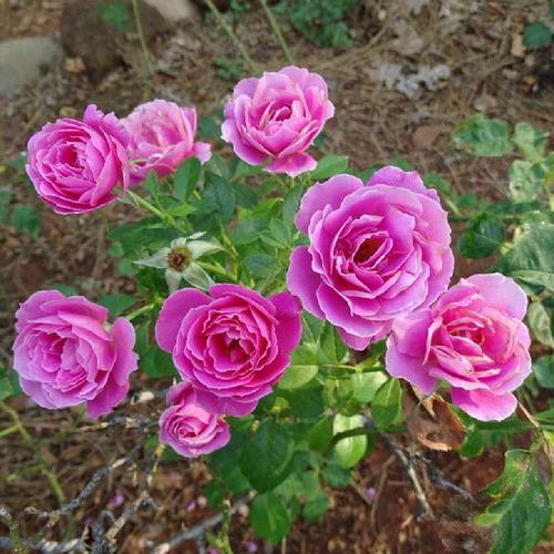 Rose (Rosa 'Gemma') in the Roses Database - Garden.org