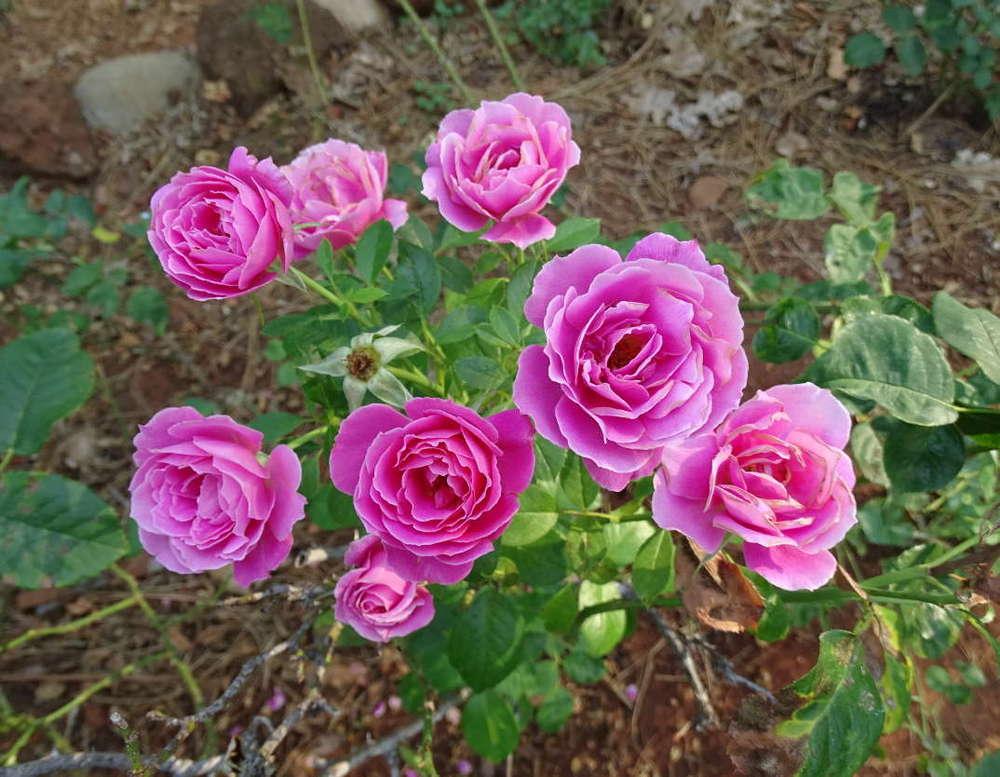 Rose (Rosa 'Gemma') in the Roses Database - Garden.org