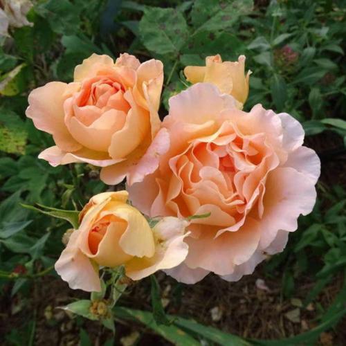 Rose (Rosa 'Desiree') in the Roses Database - Garden.org