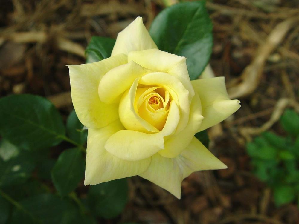 Rose (Rosa 'Katherine Loker') in the Roses Database - Garden.org