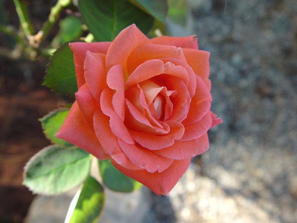 Rose (Rosa 'Imagination') in the Roses Database - Garden.org