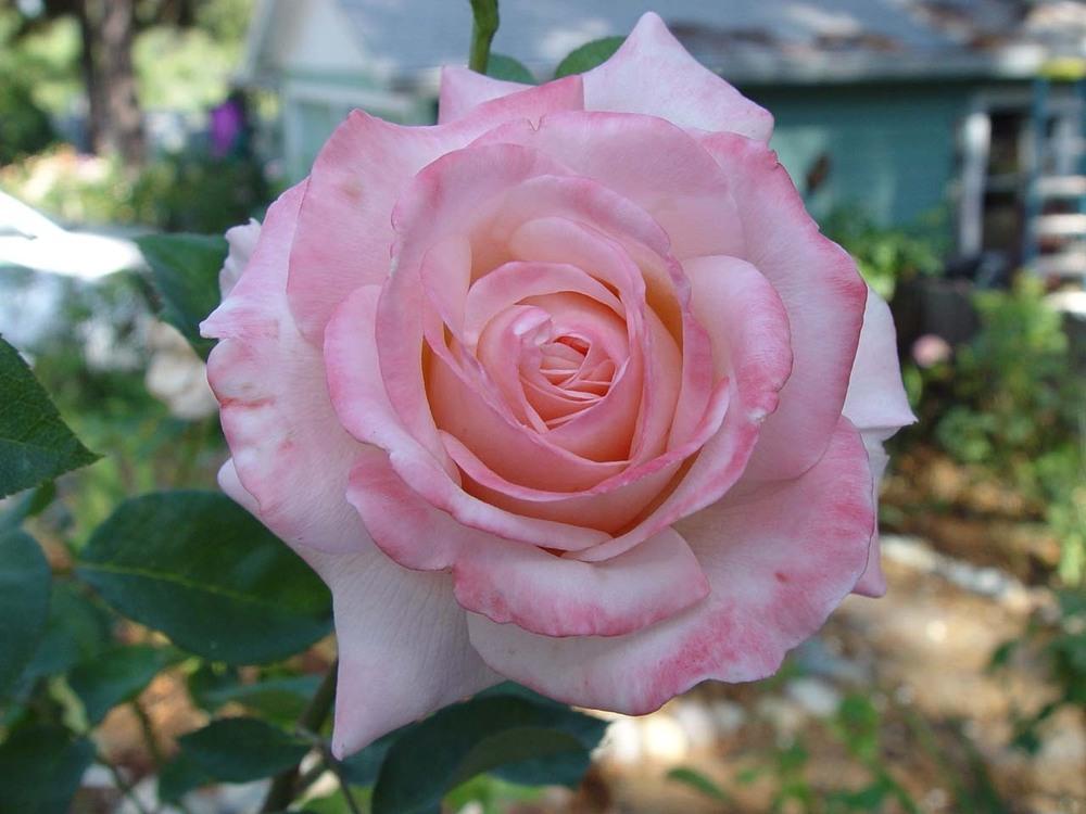 Rose (Rosa 'Koppies') in the Roses Database - Garden.org