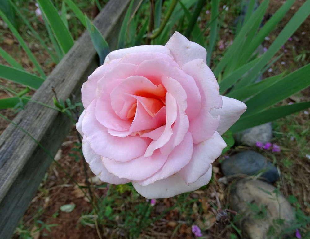 Rose (Rosa 'Geraldine Ferraro') in the Roses Database - Garden.org