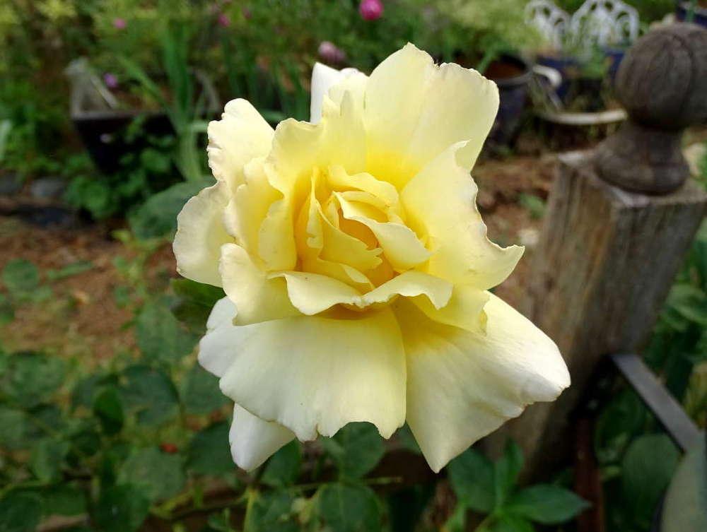 Rose (Rosa 'Highfield') in the Roses Database - Garden.org