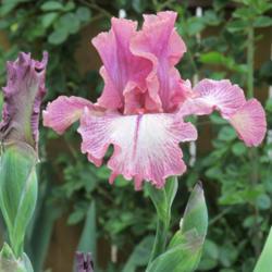 Tall Bearded Iris (Iris 'Screen Play') in the Irises Database - Garden.org
