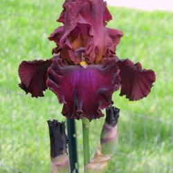 Tall Bearded Iris (Iris 'Ruby Red Dress') in the Irises Database ...