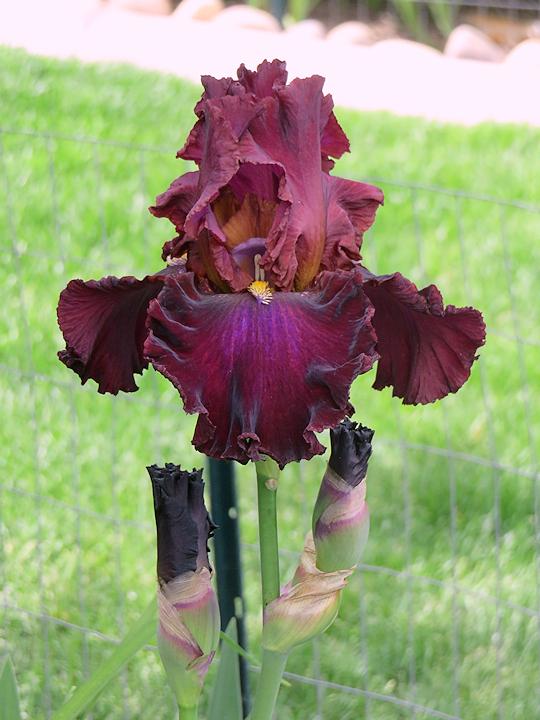 Photo of the bloom of Tall Bearded Iris (Iris 'Ruby Red Dress') posted ...